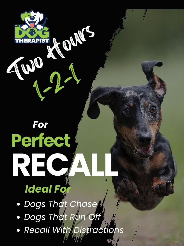 Two Hours One To One Dog Training For Perfect Recall – The Dog Therapist